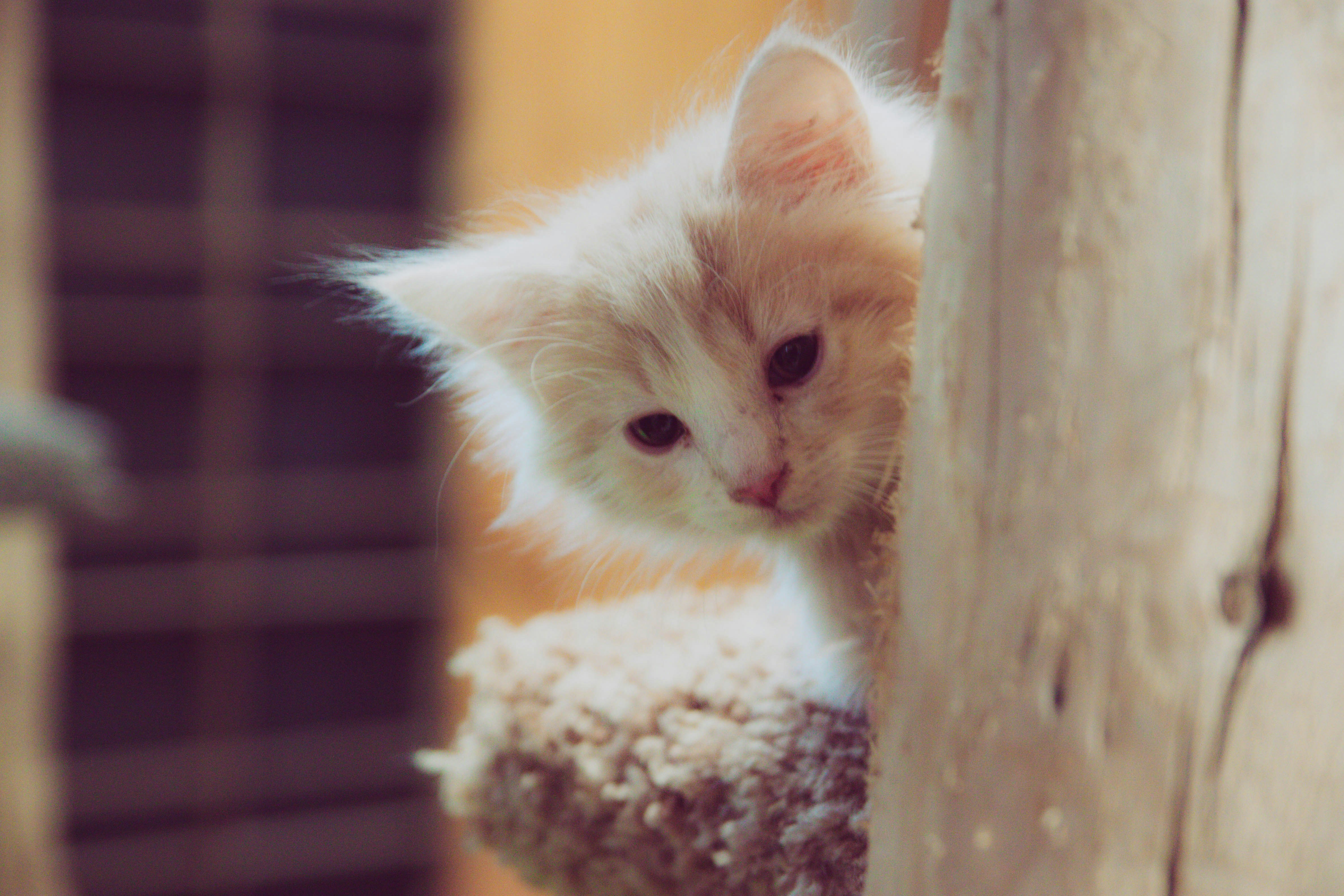 Cats - Paradigm Pet Professionals